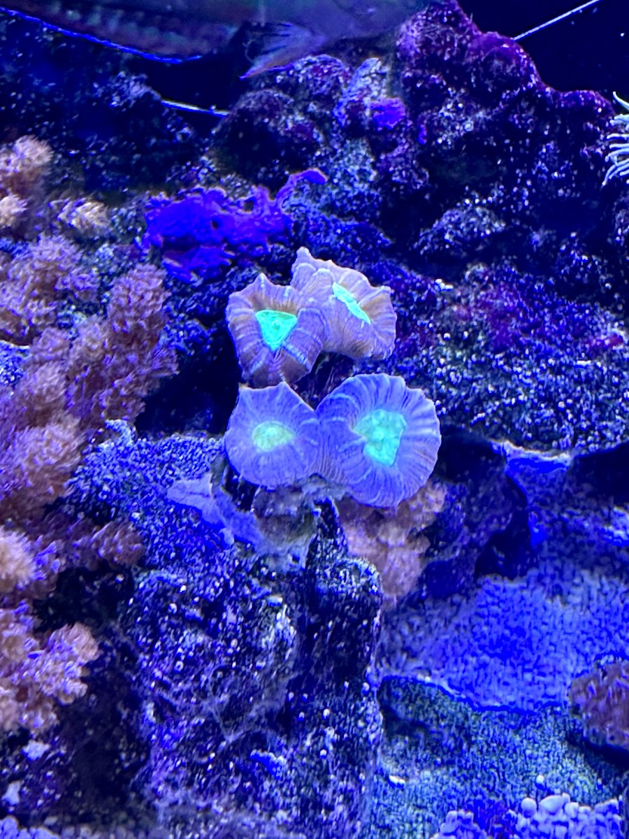 Candy cane color shift | Reef2Reef