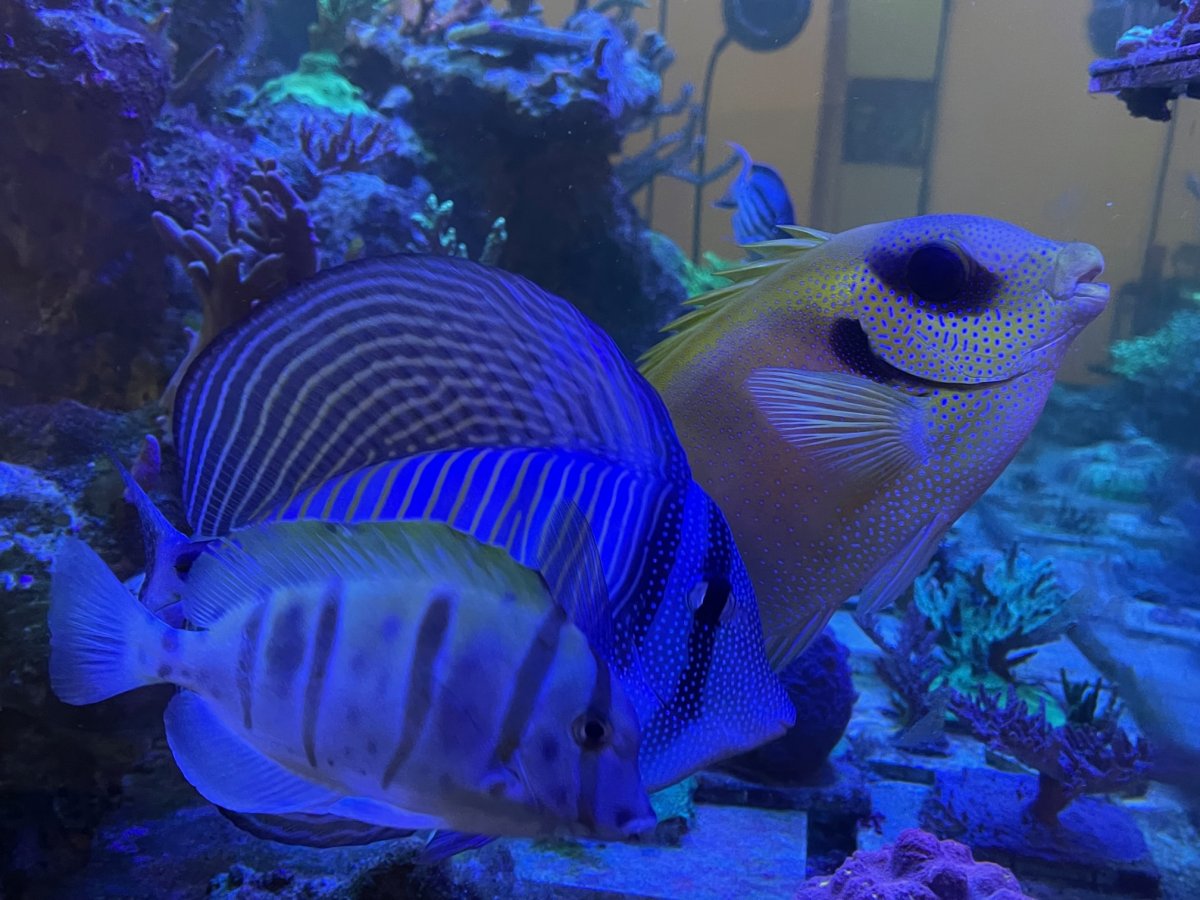 Gorgeous Red Sea Sailfin Tang Tank Raised Large Fs Reef2reef