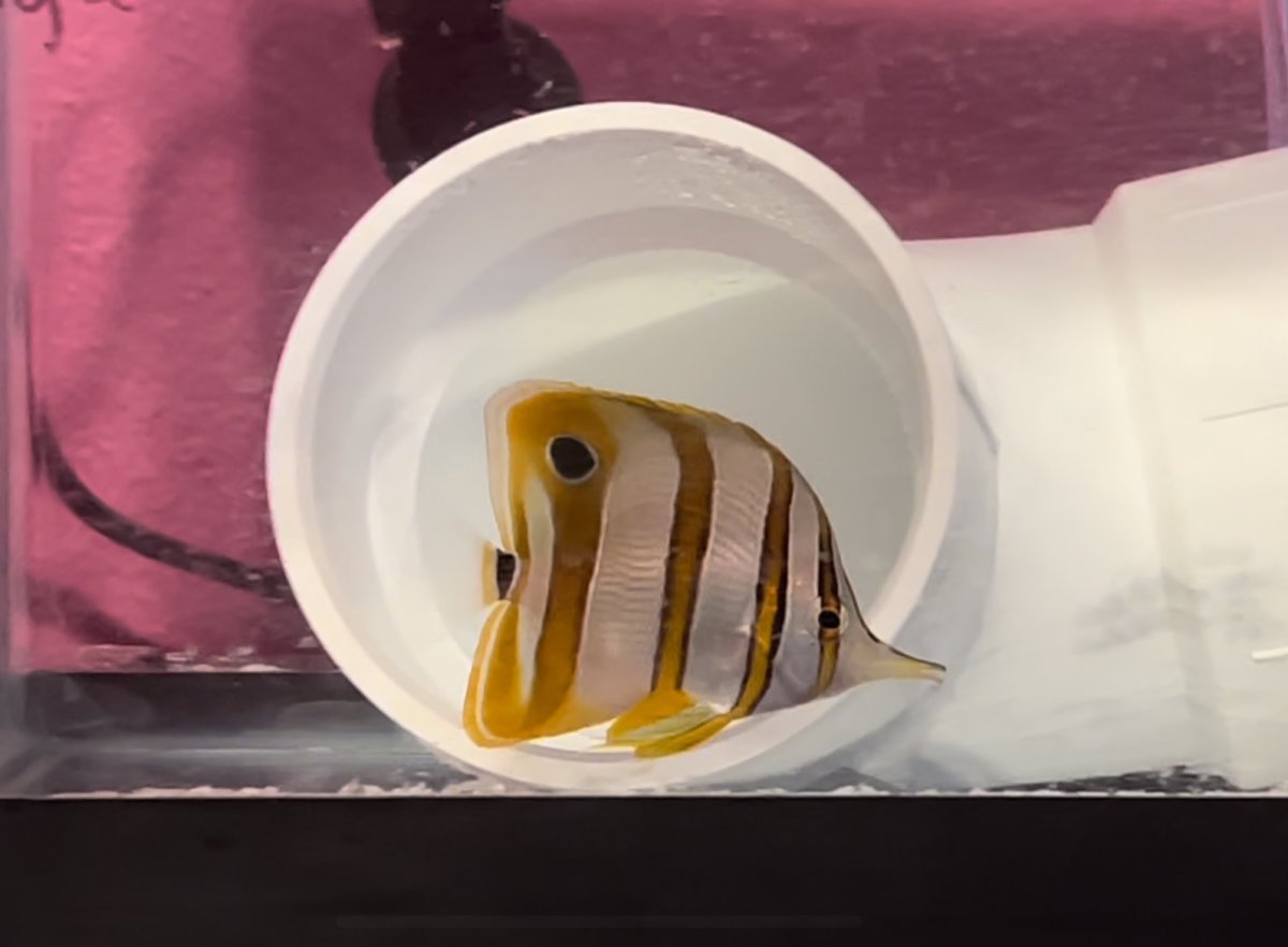 New copperband fish! | Page 2 | Reef2Reef