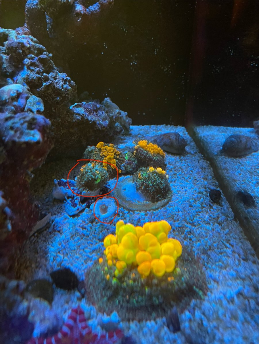 Pennsylvania - Live Goods - Bounce Mushrooms, Ricordeas, and Neon Green ...