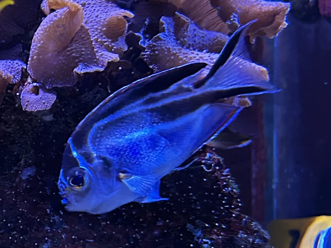Bellus Angel - Internal Parasite? | Reef2Reef