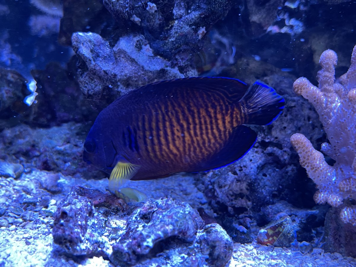 What is the Angel in your tank? | Reef2Reef