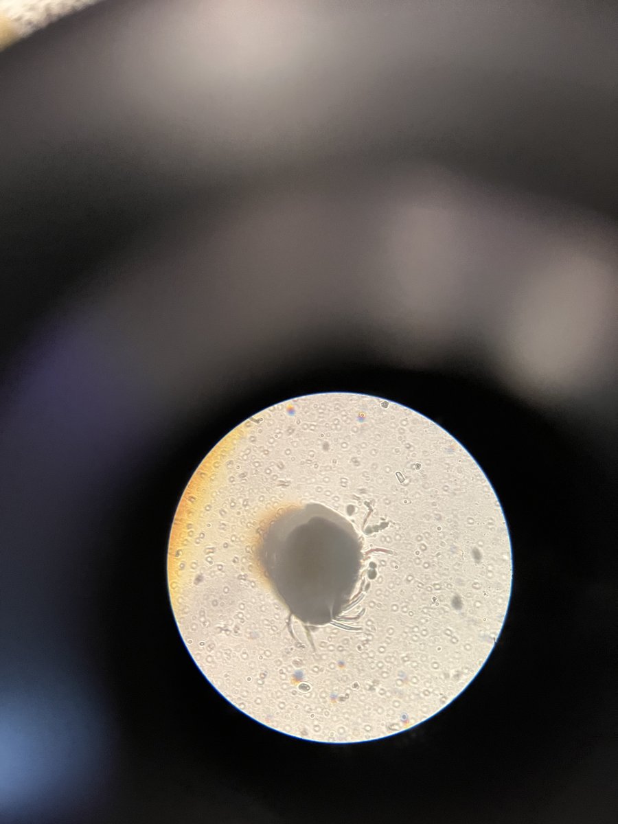 what is this? Microscope picture included | Reef2Reef
