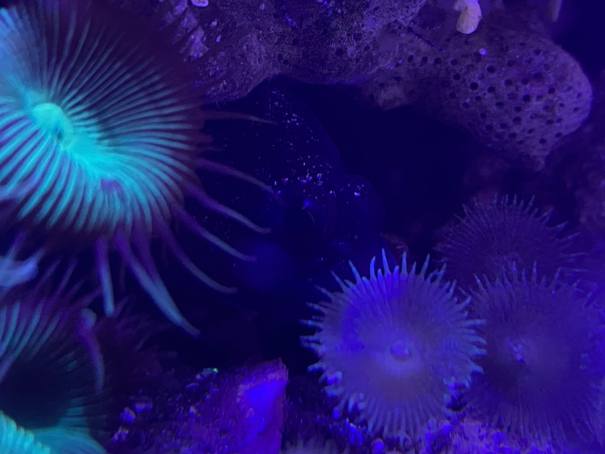 What is the most unique fish you have in your tank? | Reef2Reef