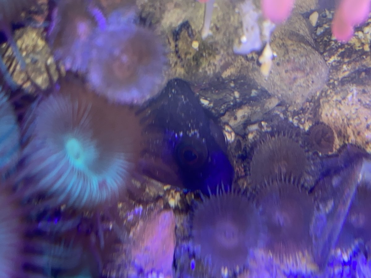 What is the most unique fish you have in your tank? | Reef2Reef