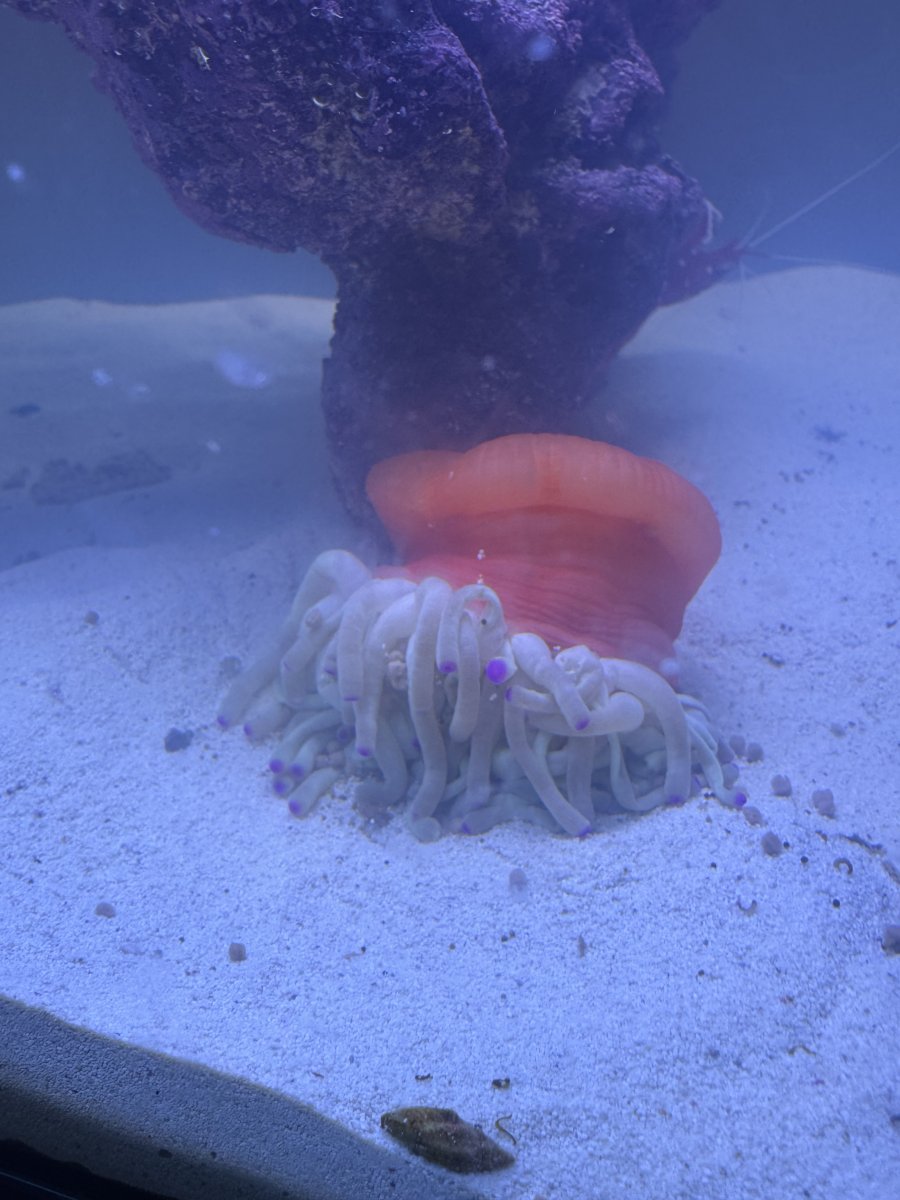 Is my condylactis anemone dead?? | Reef2Reef