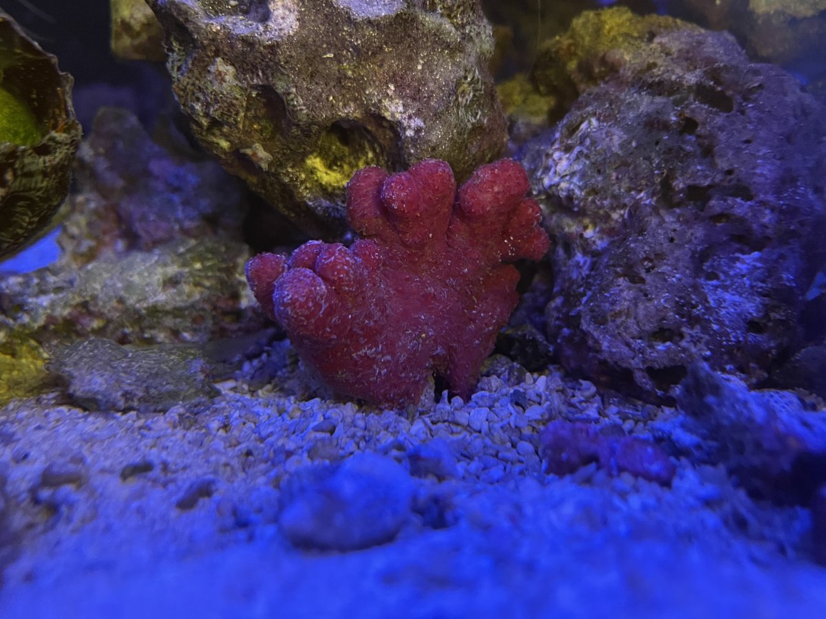Show Us Your Best Coral! | Reef2Reef