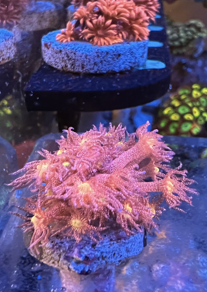 Illinois - Live Goods - cc24khg torch PLUS pink glitter goniopora ...