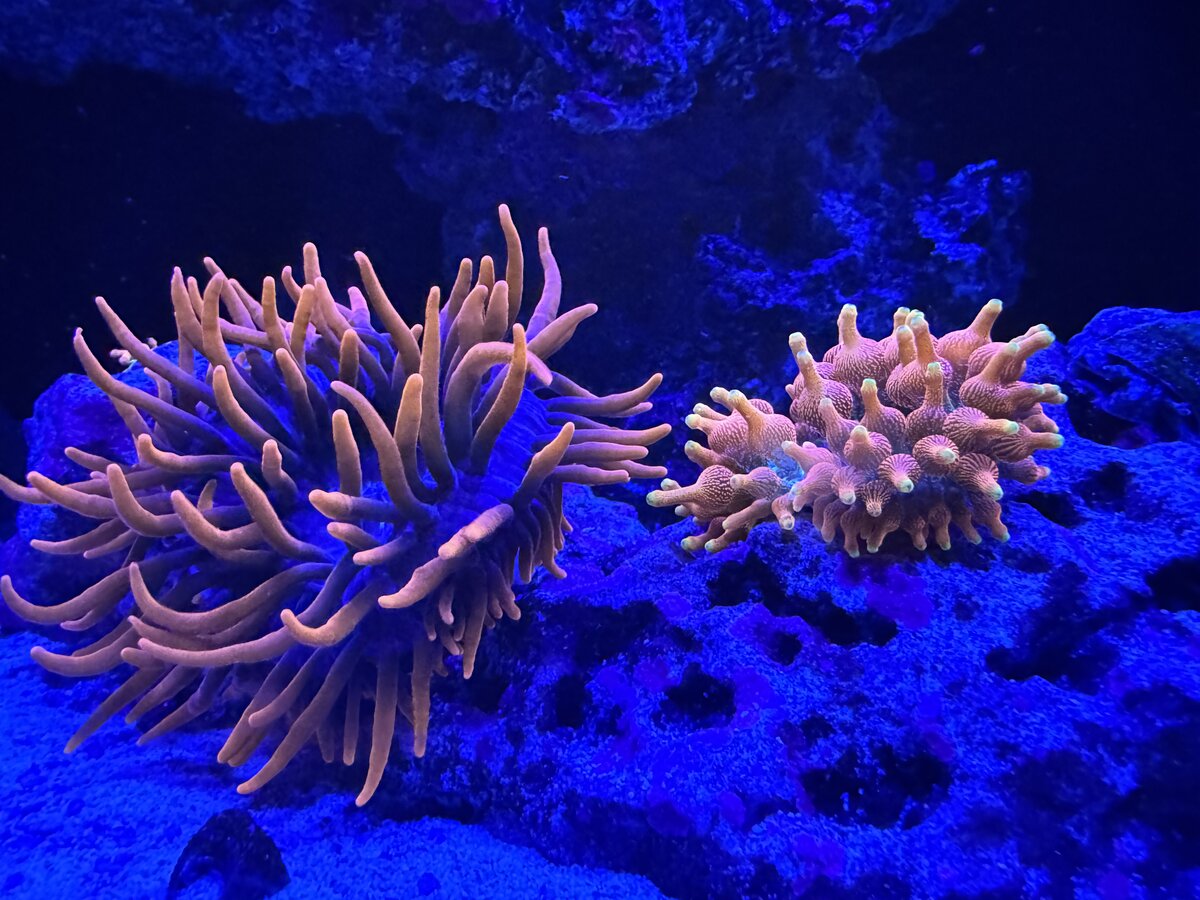 California - Live Goods - Sang Lee Lineage - Colorado Sunburst Anemone ...