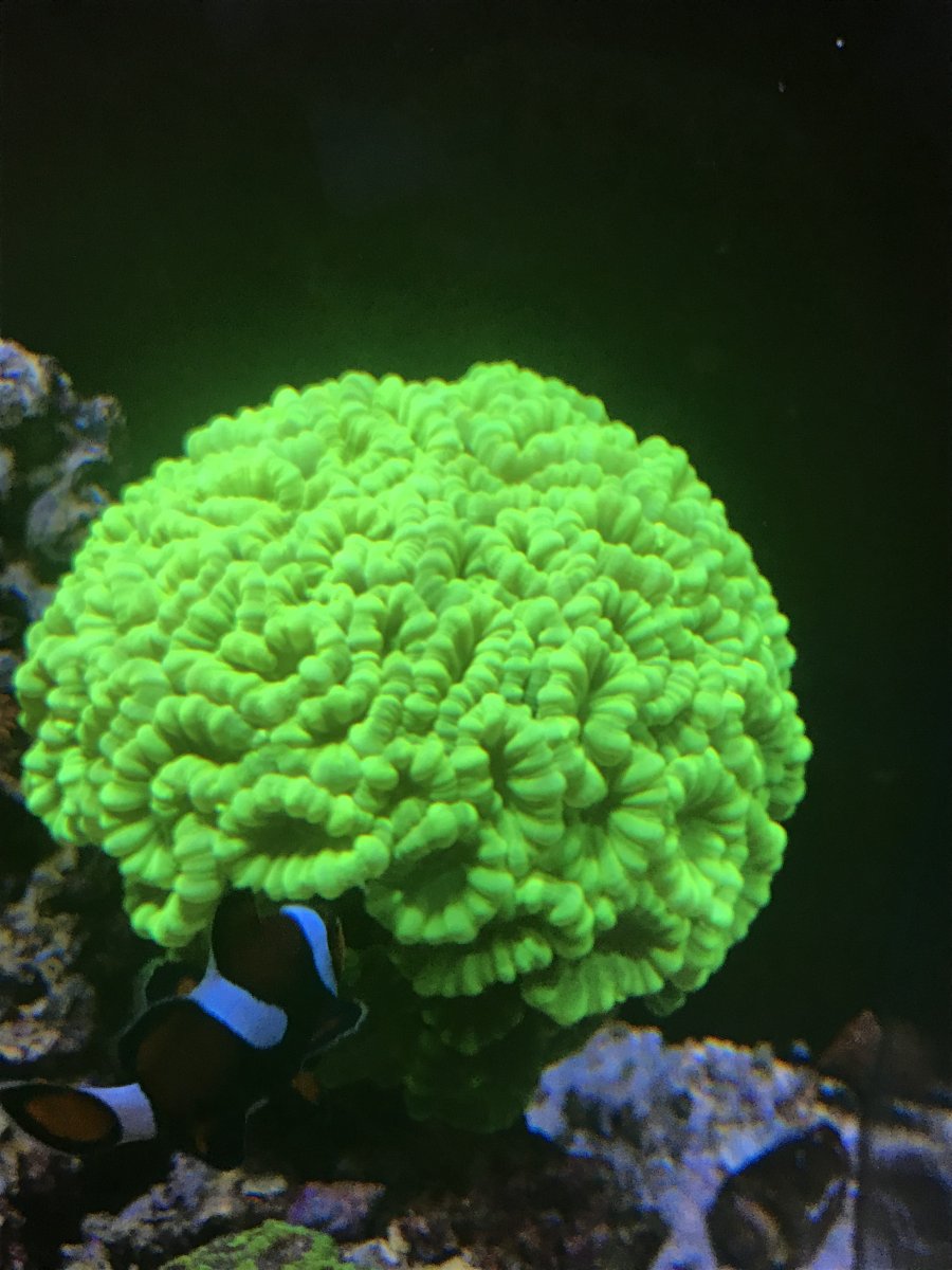 Large Candy Cane Colony (Three years of growth) | Reef2Reef