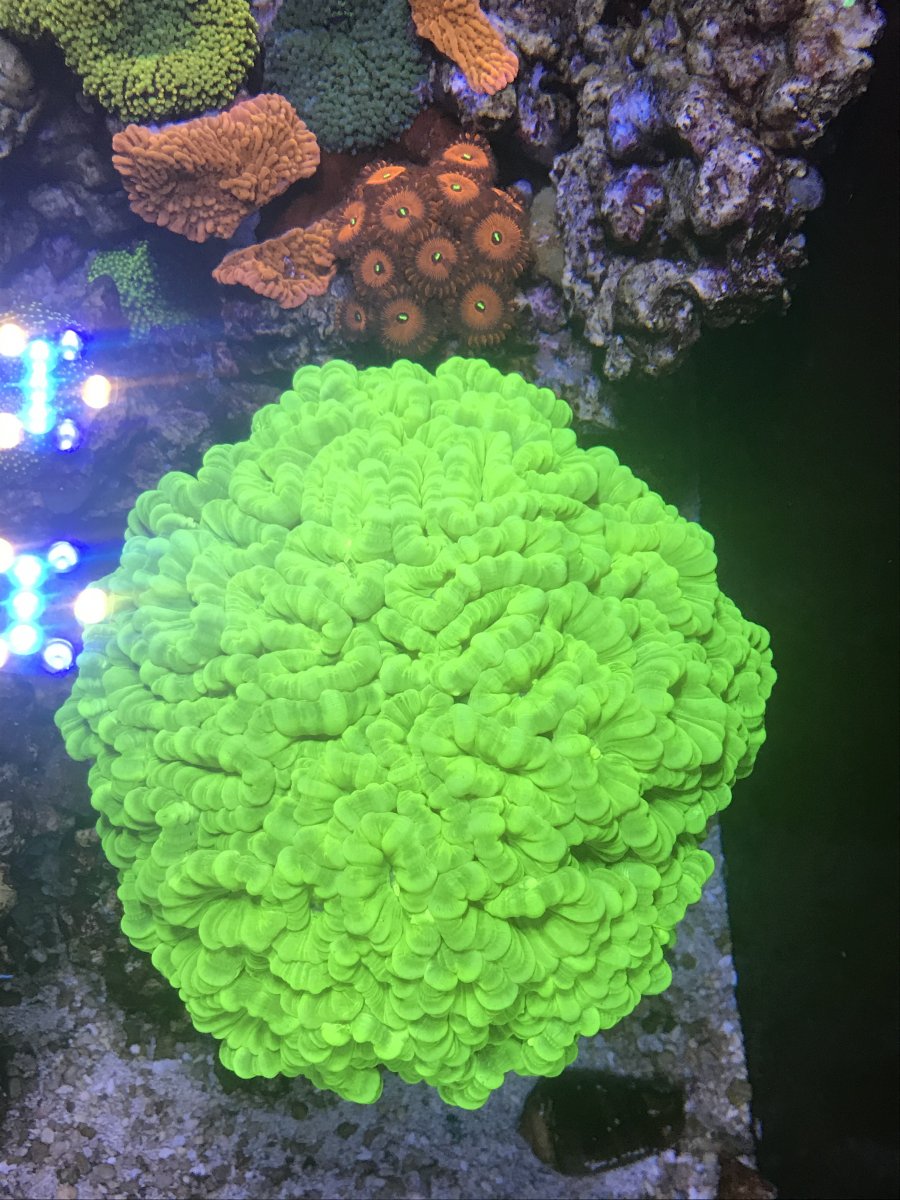 Large Candy Cane Colony (Three years of growth) | Reef2Reef