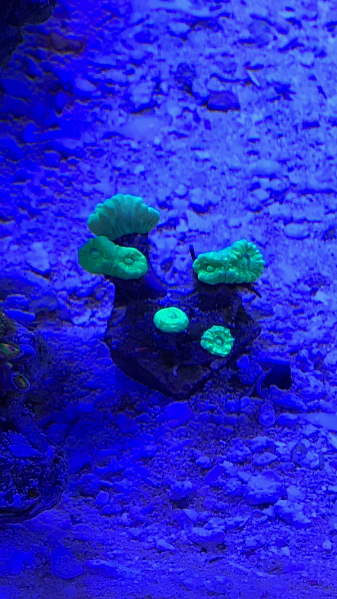 Large Candy Cane Colony (Three years of growth) | Reef2Reef