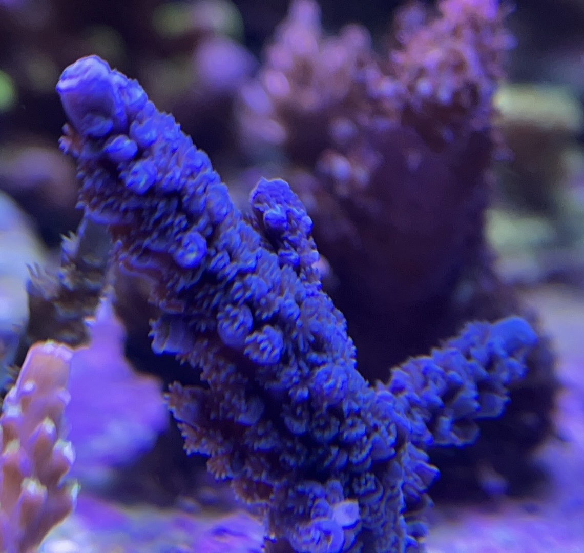 Build Thread - Old School SPS Reef v5.0 | Page 8 | Reef2Reef