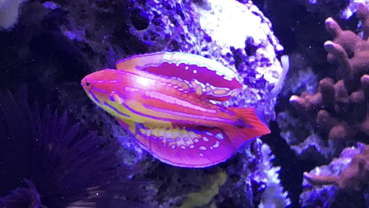 Wrasses | Reef2Reef