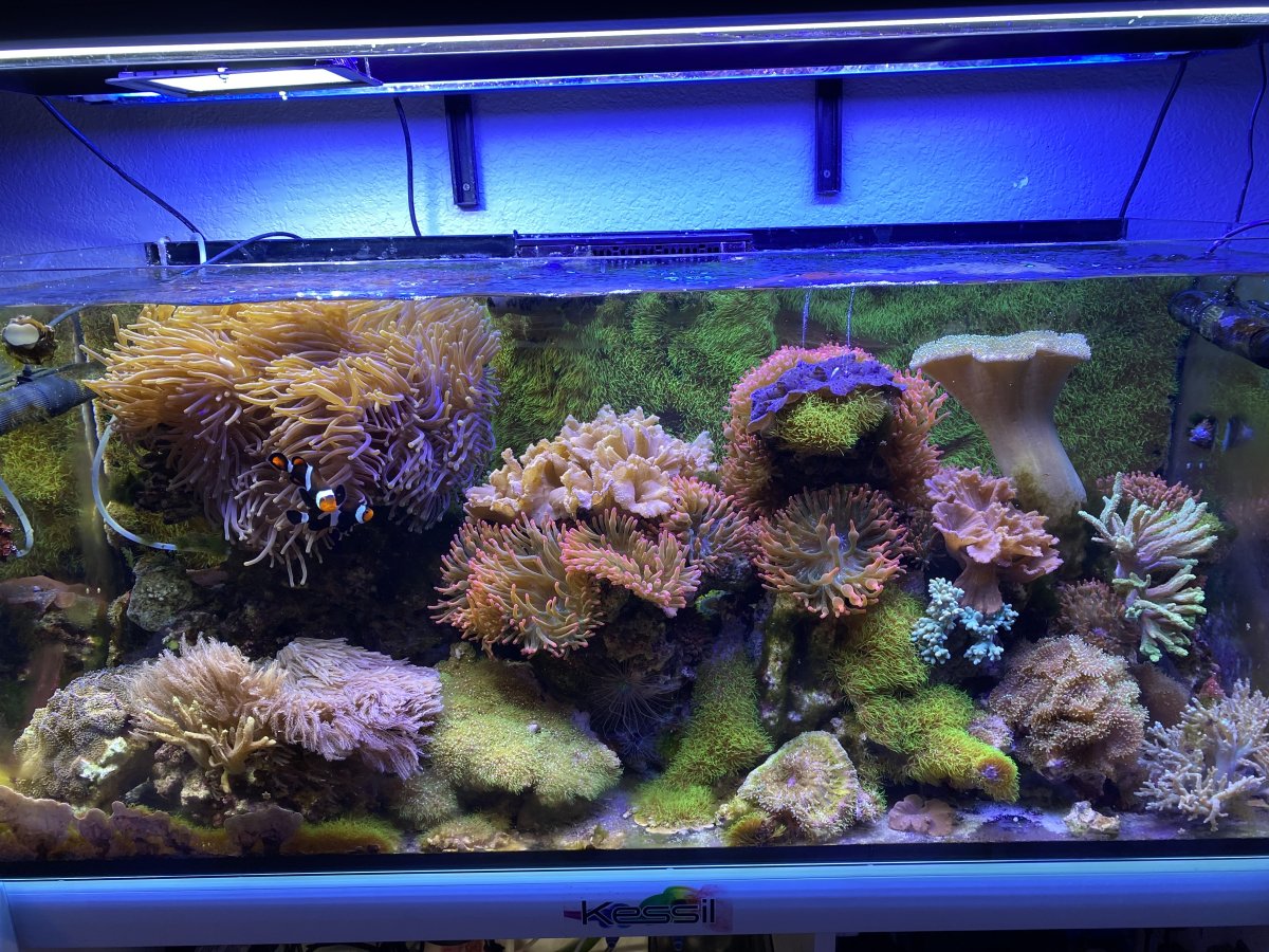 Fuge vs Algae scrubber | Reef2Reef
