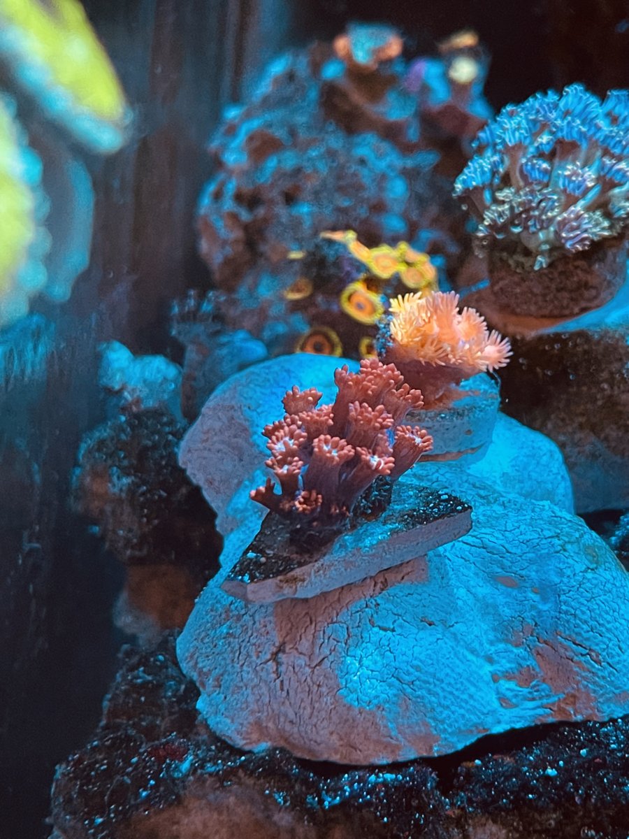 Goniopora success | Page 3 | Reef2Reef