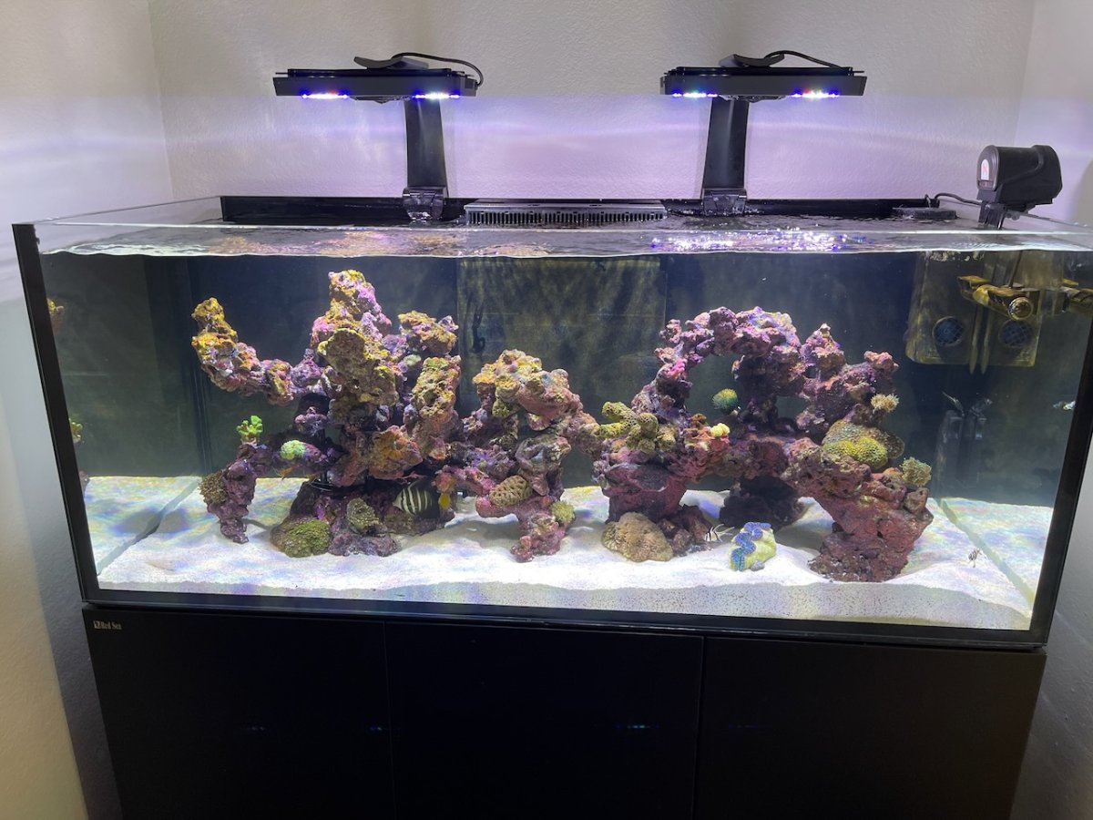 Reef Showcase - ReefinSocal's Red Sea Reefer 625 XL Gen 2 (TOTM ...