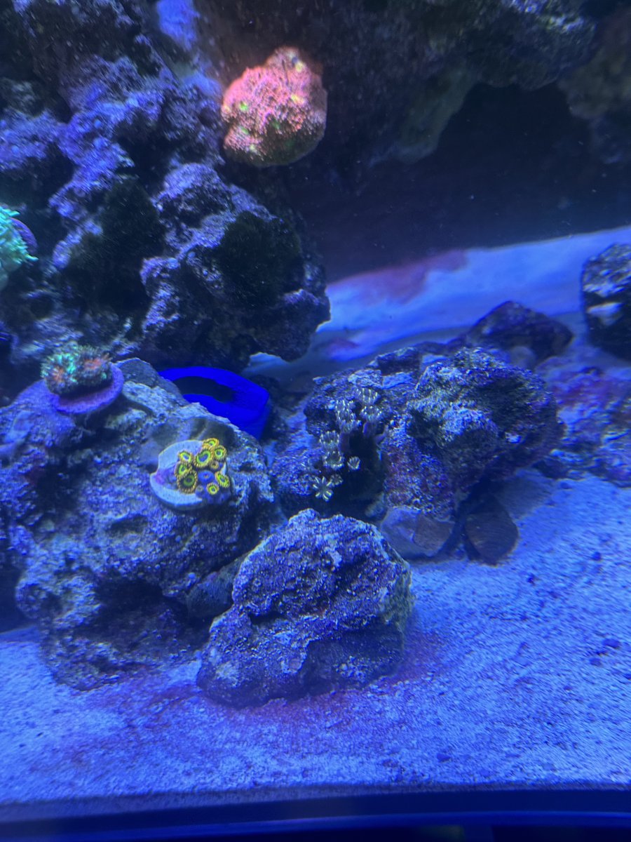No3:Po4 eliminates nutrients? Or keeps it controlled? | Reef2Reef