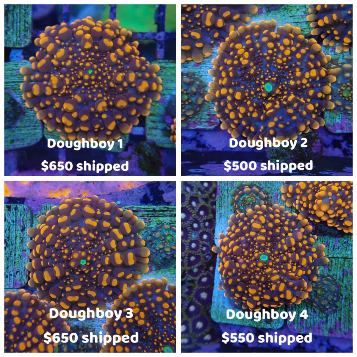 New Jersey - Live Goods - RRC Doughboy and Doughgirls | Reef2Reef