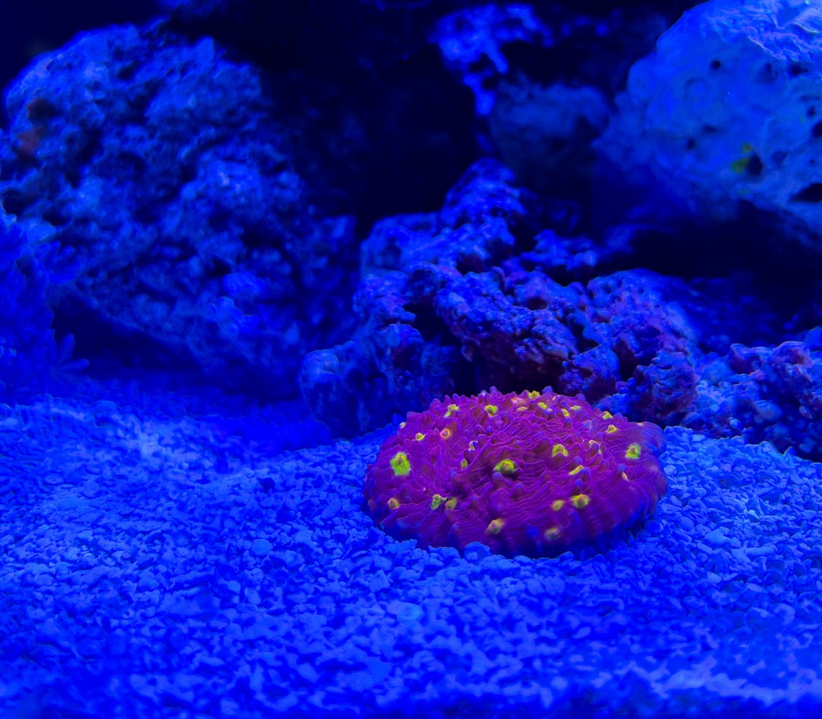 Build Thread - My 55 Gallon Mixed Reef (First Saltwater Aquarium ...