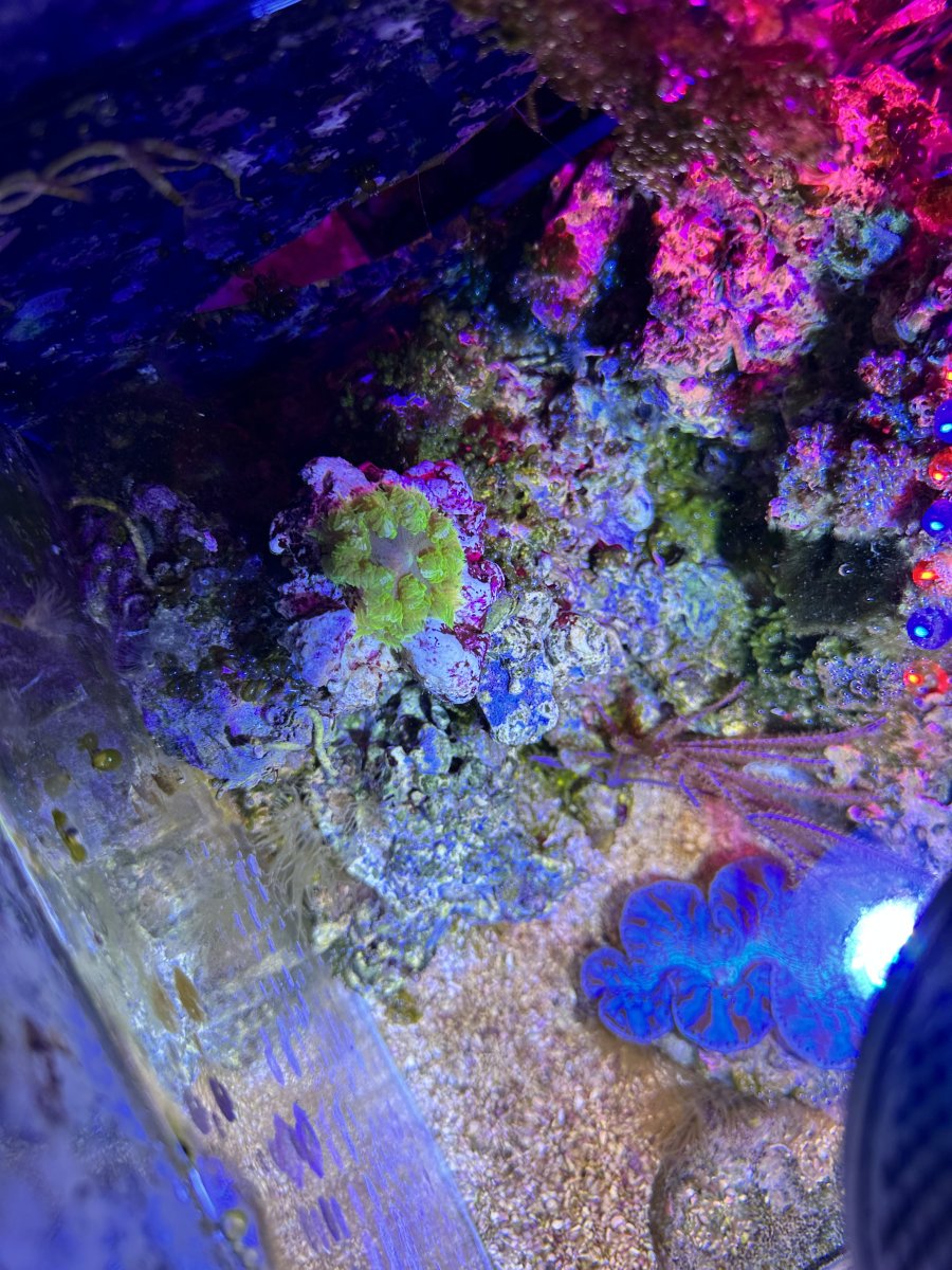 Sand or rock in sump? | Reef2Reef