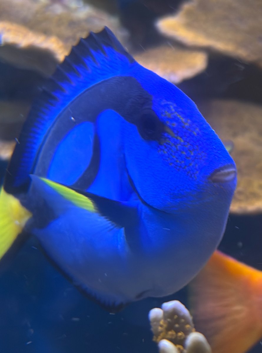 Is this a natural pattern of Hippo tang or the beginning of HLLE ...