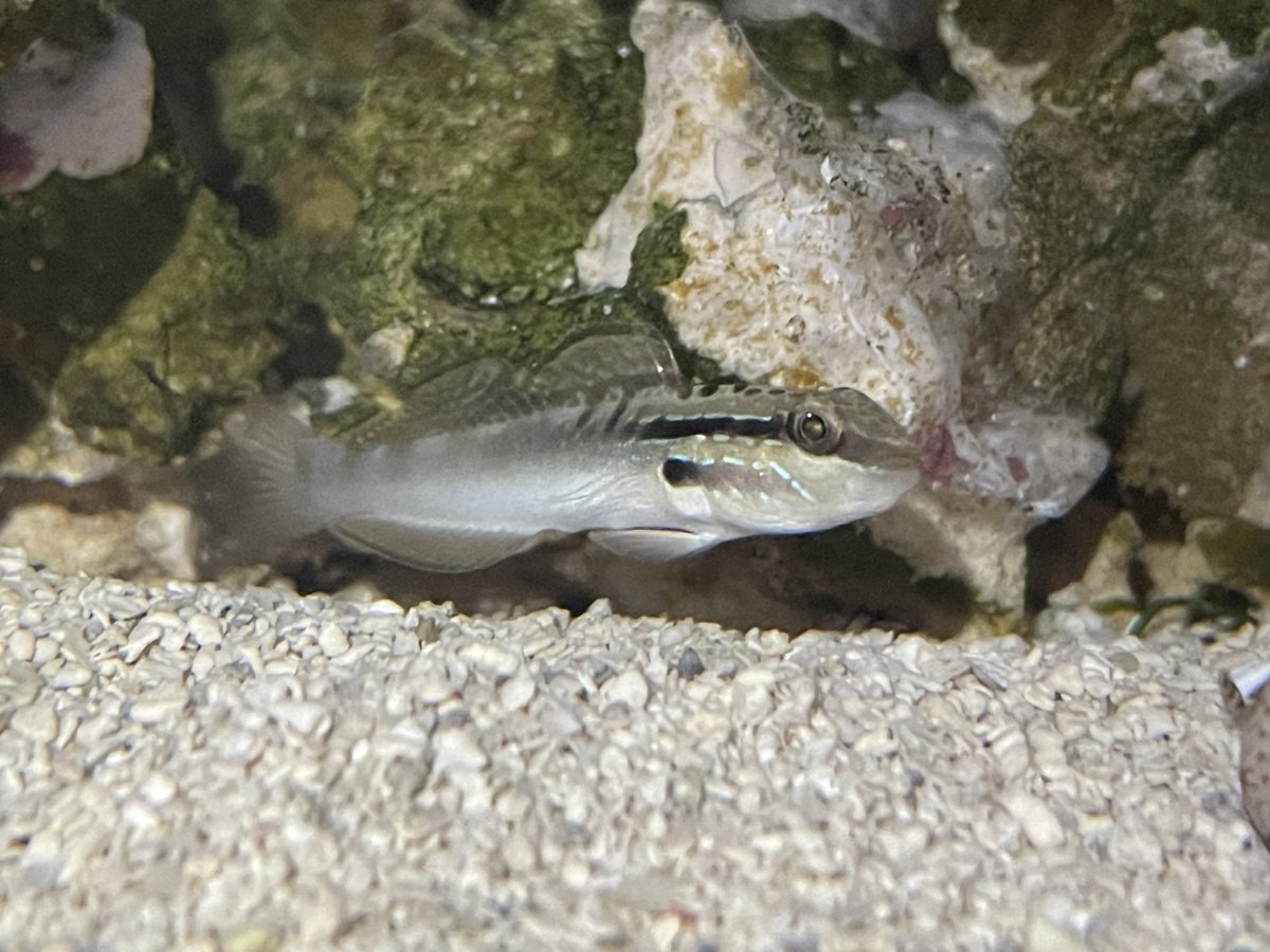 Biota Buan's Sleeper Sand Goby eating cyano | Reef2Reef