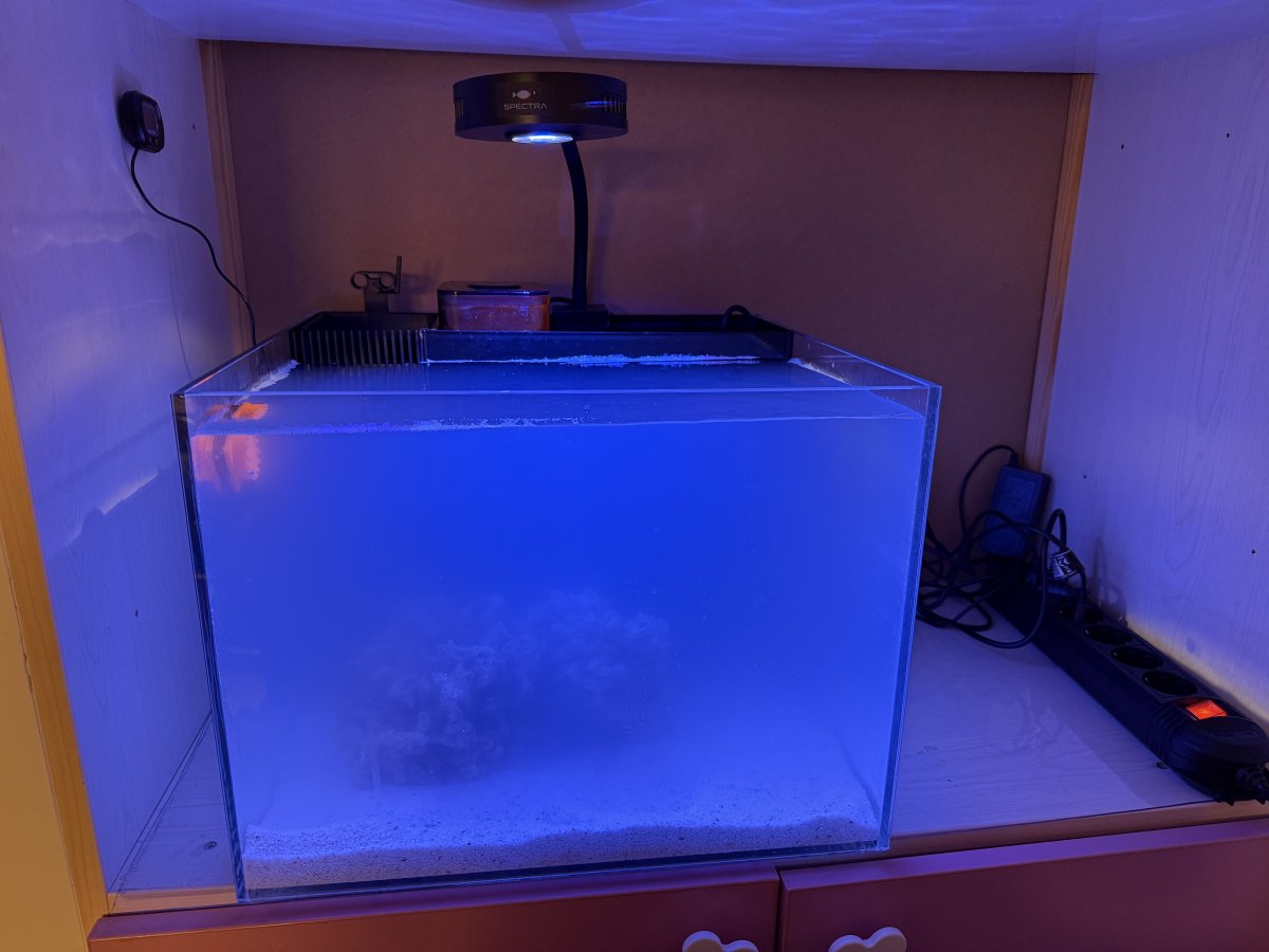Review my pico tank design | Reef2Reef