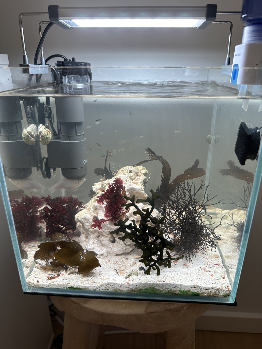 Yay new fry! Breeding Mollies in saltwater | Reef2Reef