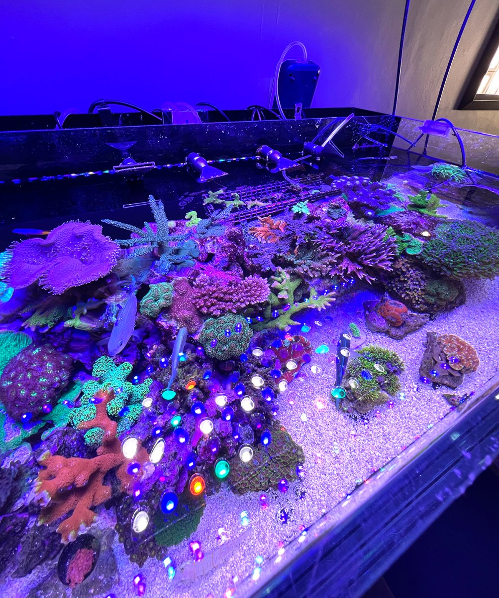 Moving 60G SPS tank 5 hours away - Is this a good POA? | Reef2Reef
