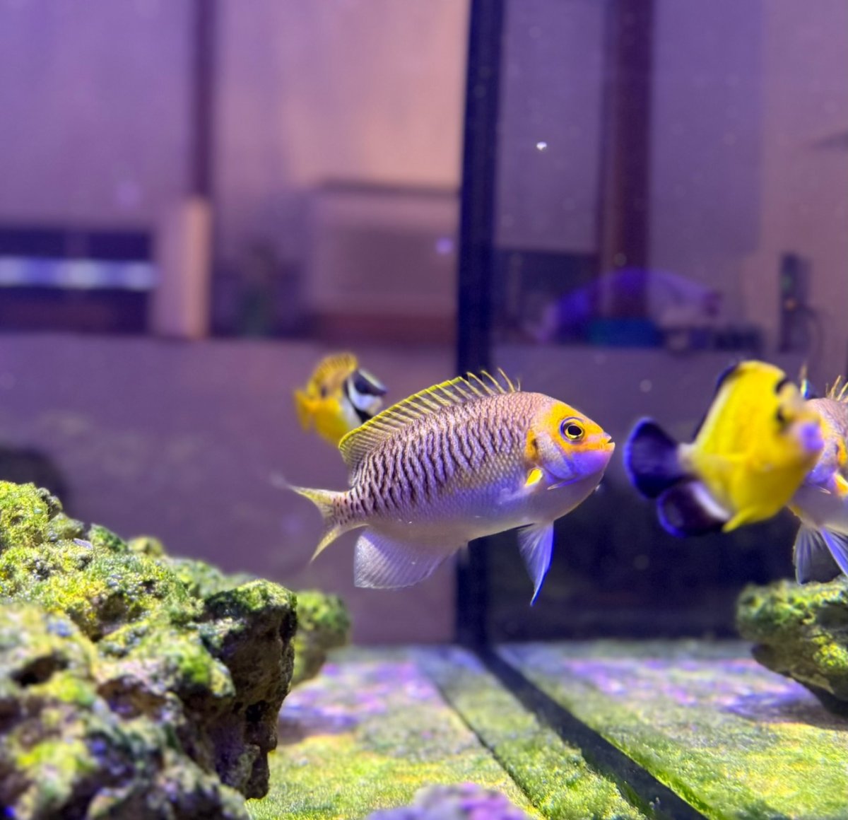 Genicanthus Semifasciatus (Japanese masked swallowtail angel) How I ...