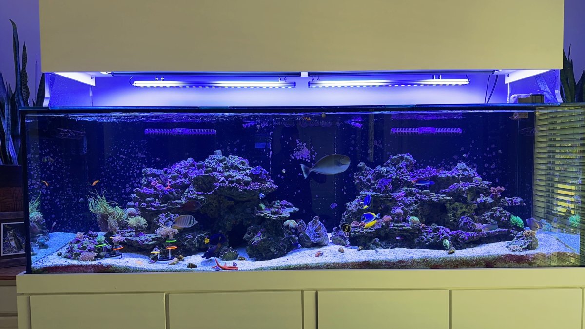 Ozone generator wet? | Page 2 | Reef2Reef