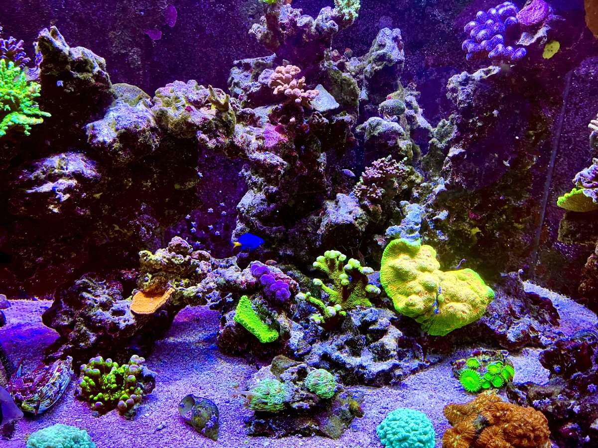 Large Build - 2 successful tanks from a custom 137 g. to present day ...