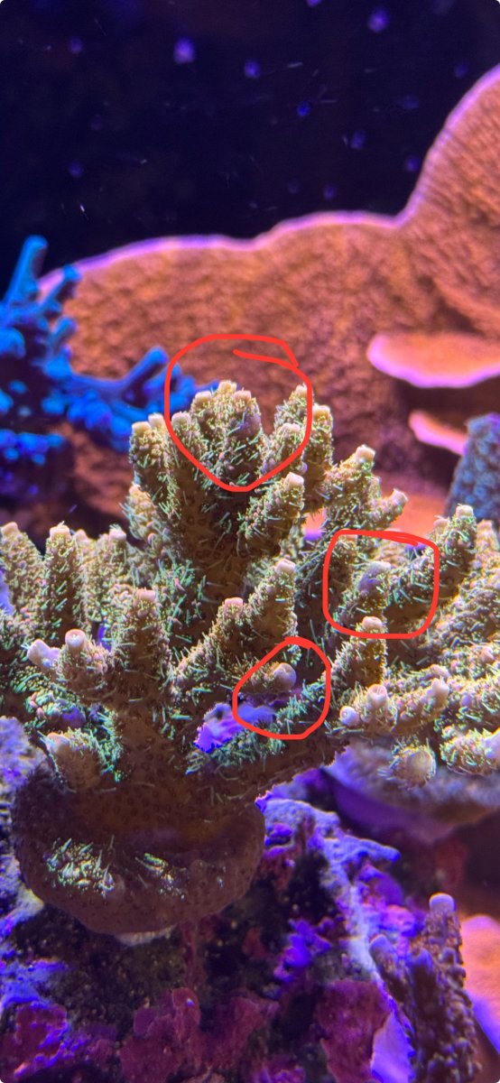 Acropora with extra thick tissue | Reef2Reef