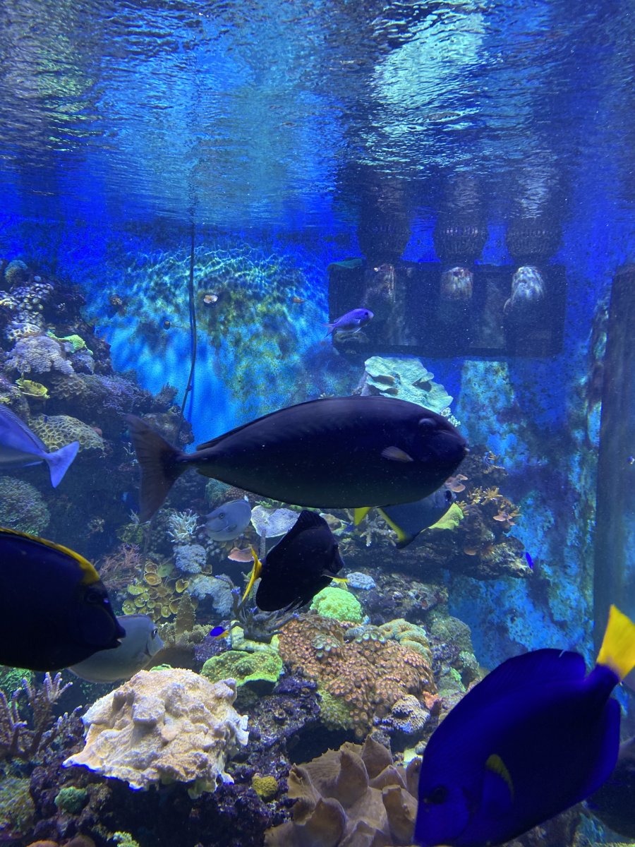 Monster Build - DIY Concrete Aquarium 5,000 gallon - Anderson Family ...