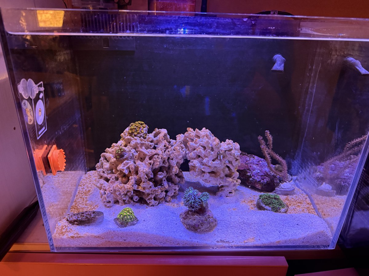 Review my pico tank design | Reef2Reef