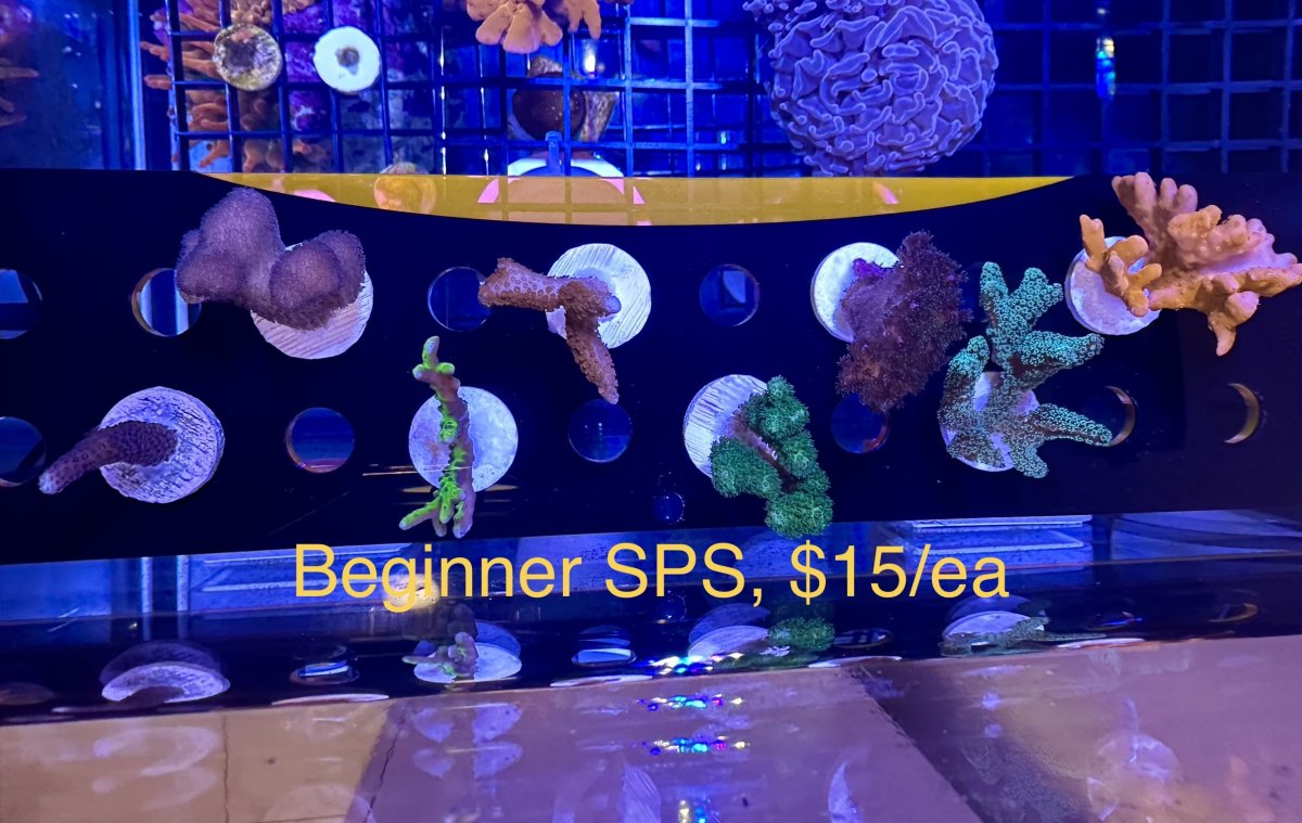 New York - Cheap LPS/SPS frags for sale | Reef2Reef