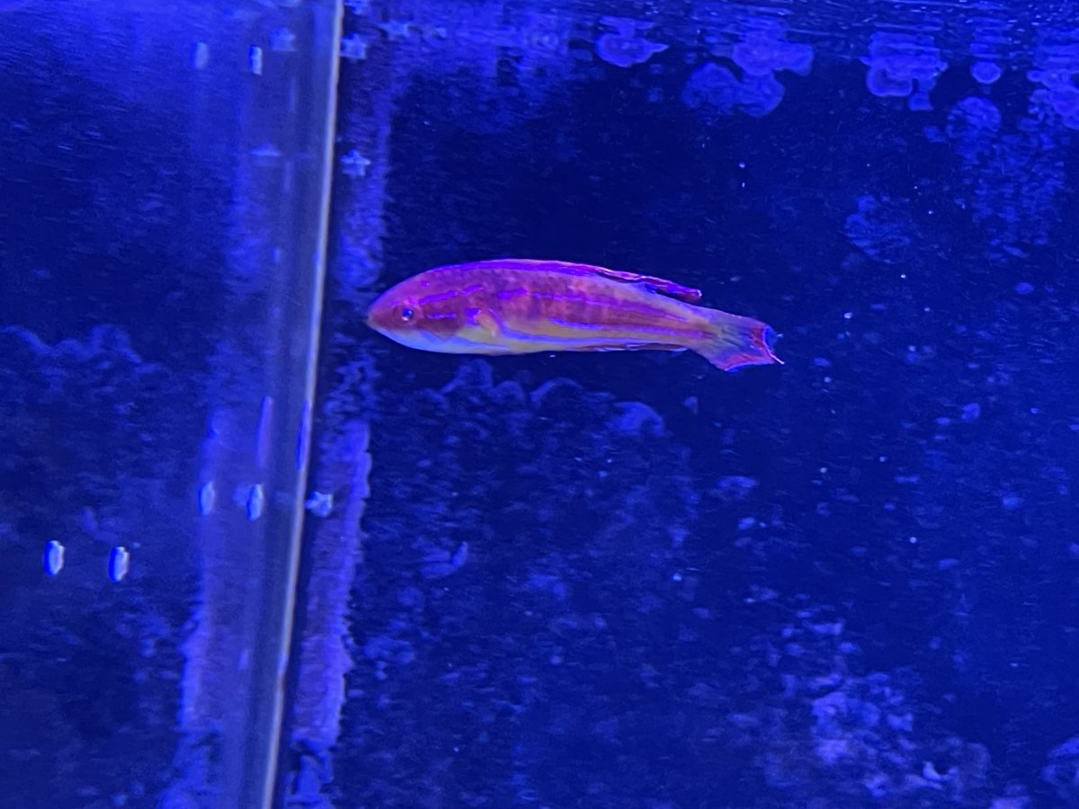 The Wrasse Lover's Thread! | Page 1142 | Reef2Reef