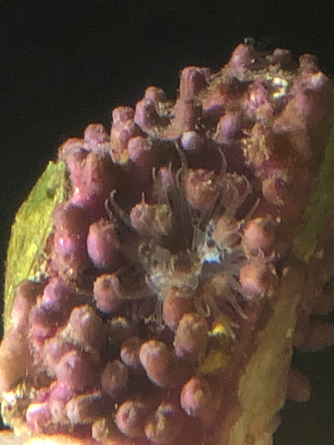 Is this a Ball Anemone? | Reef2Reef