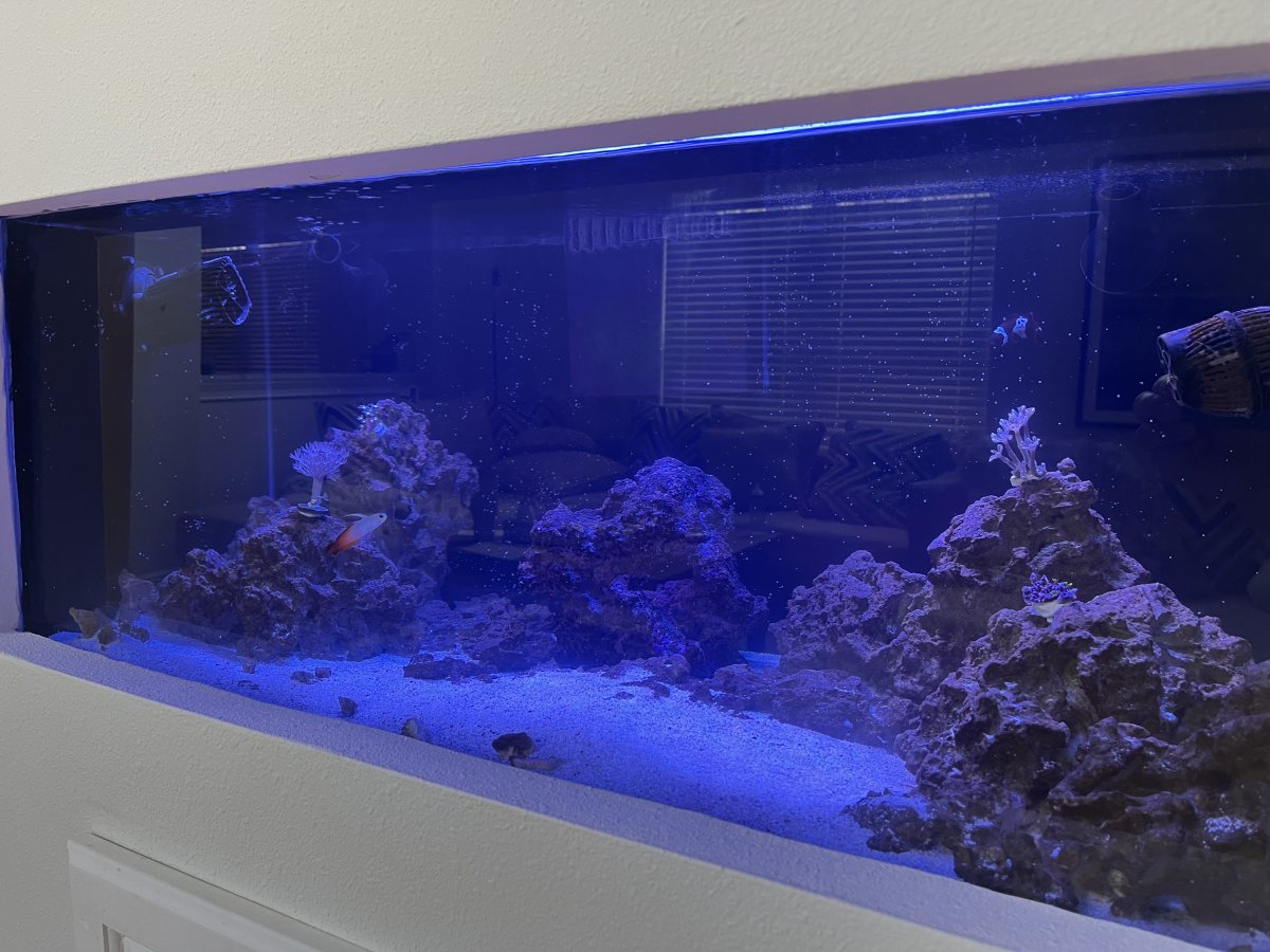 Build Thread - UPDATE. 40G DIY in-wall. Livestock Suggestions? | Page 2 ...