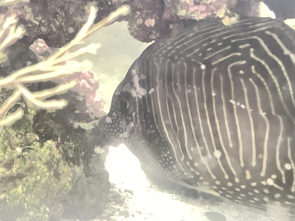 Sail Fin Tang Heavy Breathing.. Food intake Minimal | Reef2Reef