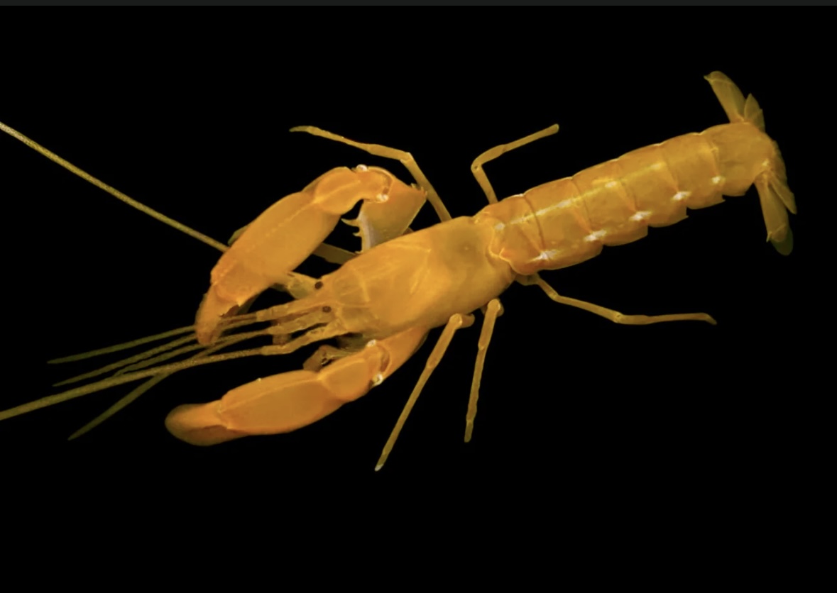 Pistol shrimp pairing | Reef2Reef
