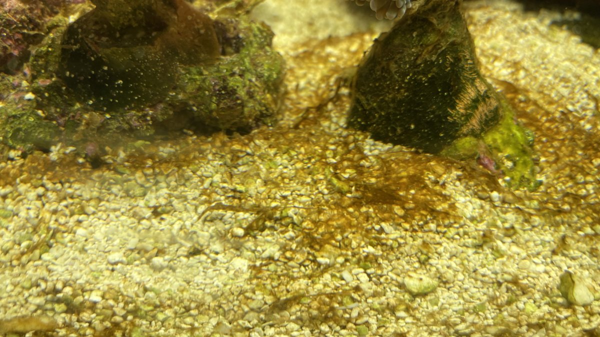 Diatoms ?? | Reef2Reef