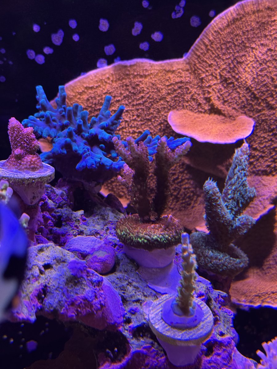 Oregon Tort Growth Form | Reef2Reef