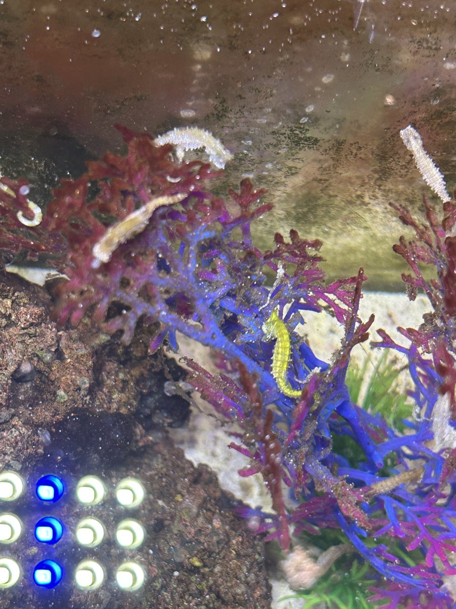 Nano Build - Timmyrules dwarf seahorse tank!!!! | Reef2Reef