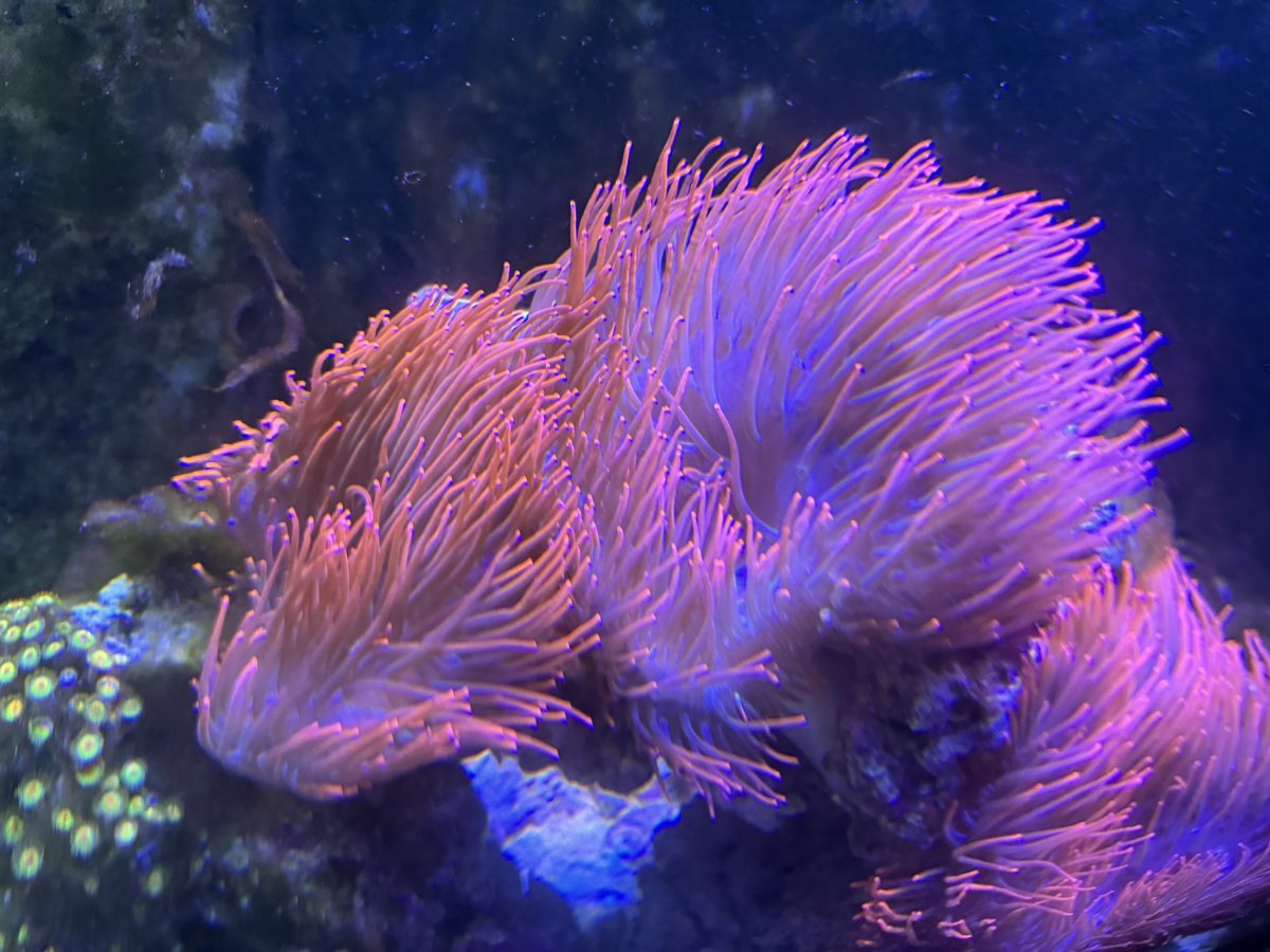 Texas - Live Goods - Sherman Bubble Tip Anemones | Page 3 | Reef2Reef