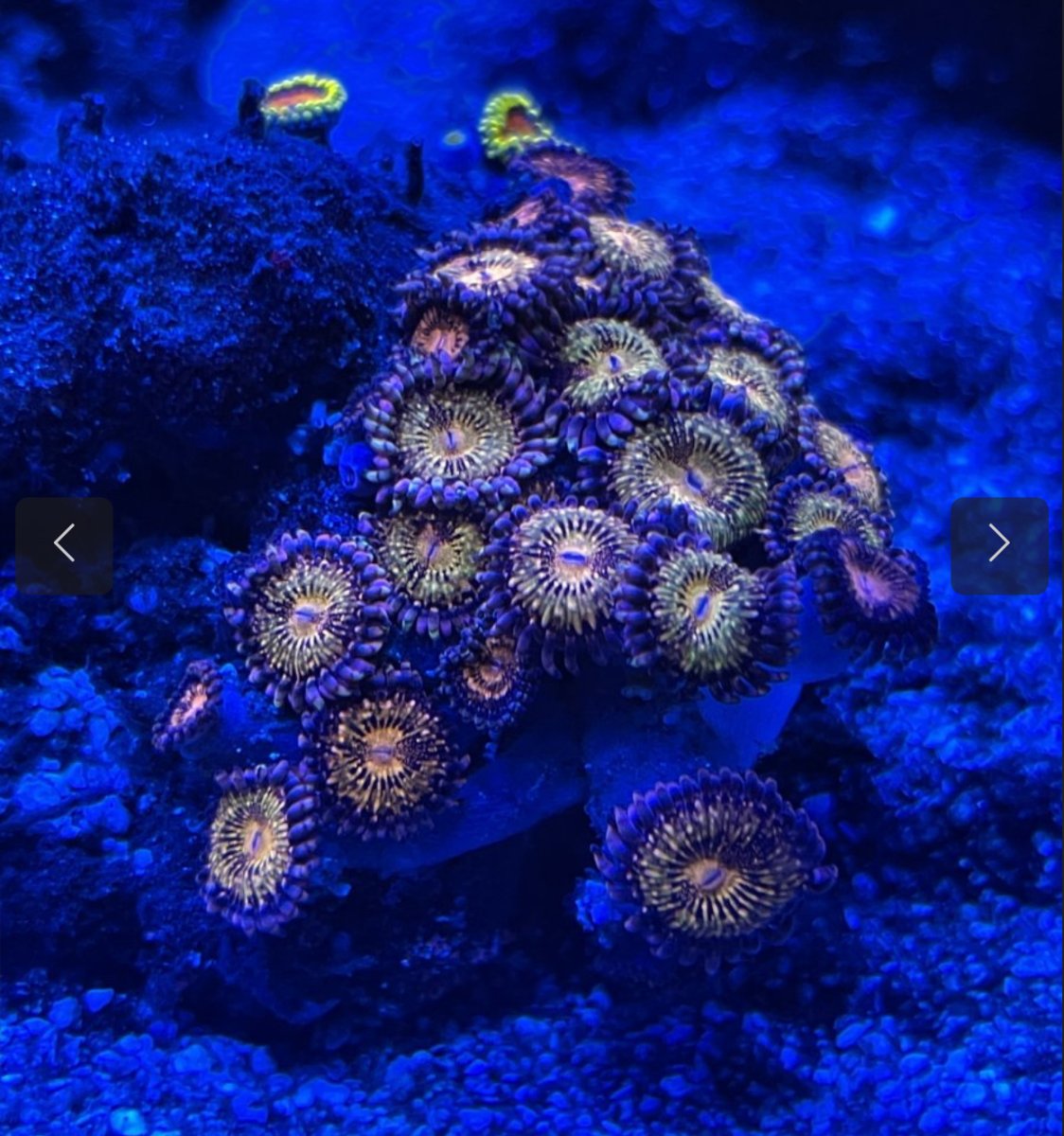 California - Livestock Trade - Los Angeles Coral Trading | Reef2Reef