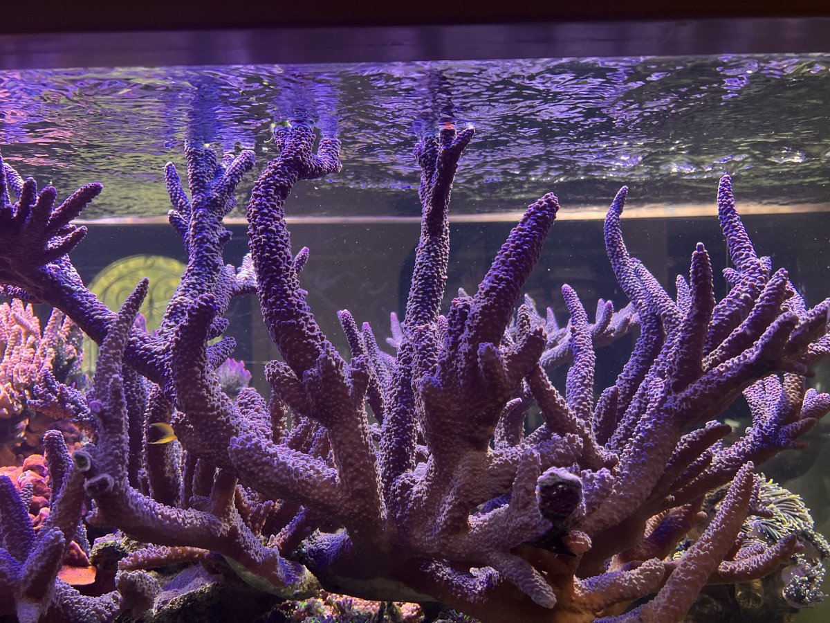 Anyone keeping Acropora nobilis? | Reef2Reef