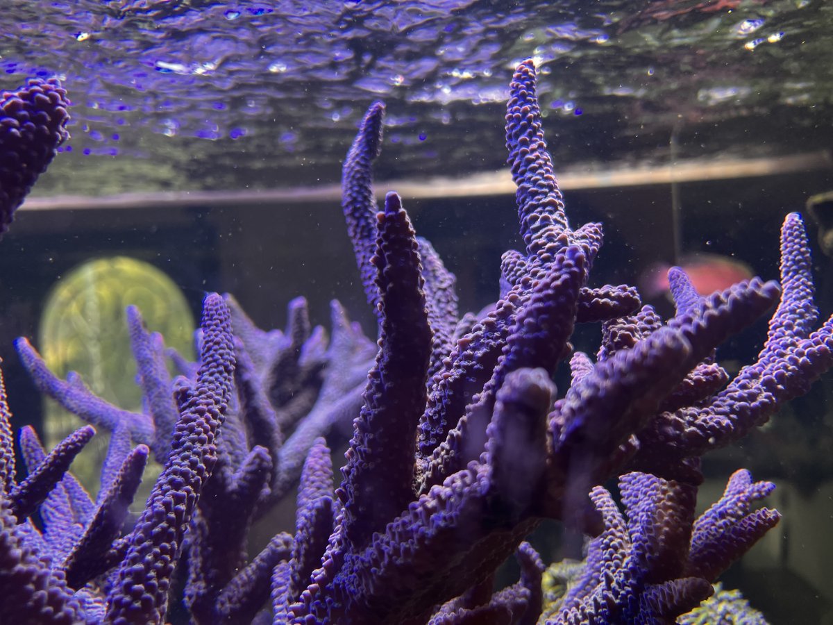 Anyone keeping Acropora nobilis? | Reef2Reef