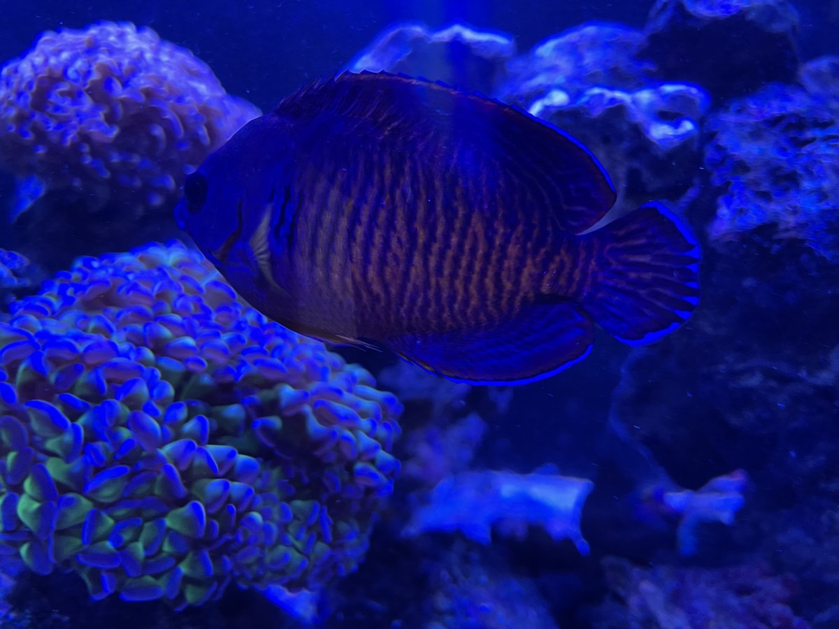 emperor angel w/ butterflies and dwarf angels? | Reef2Reef
